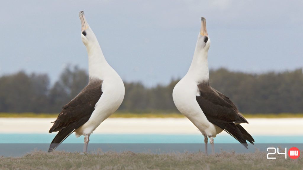 Így udvarol egymásnak két szerelmes albatrosz | 24.hu