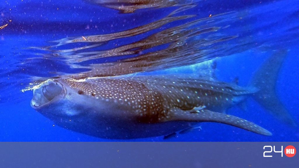 150 évig is élhetnek a világ legnagyobb halai | 24.hu