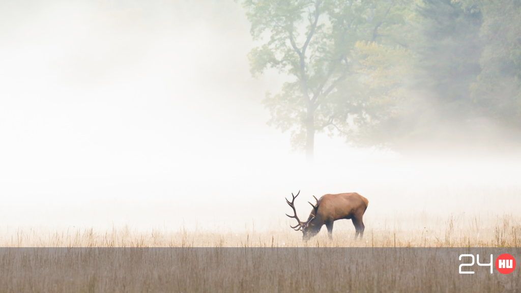 Visszatért a vadász a sebzett szarvashoz, de az ő élete ért véget előbb ...