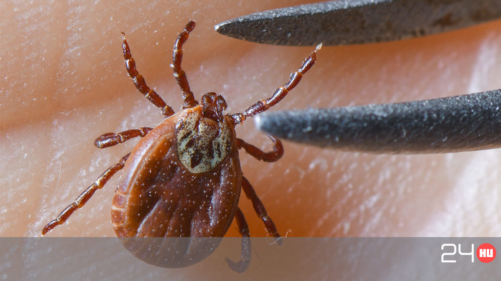 Az FSME-vírus fertőzés lefolyása | 24.hu