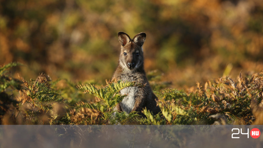 Szabadon élő kengurukat láttak Angliában | 24.hu