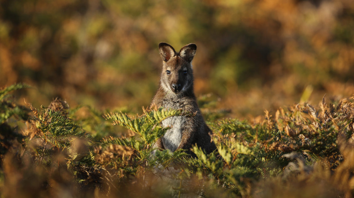 Szabadon élő kengurukat láttak Angliában | 24.hu