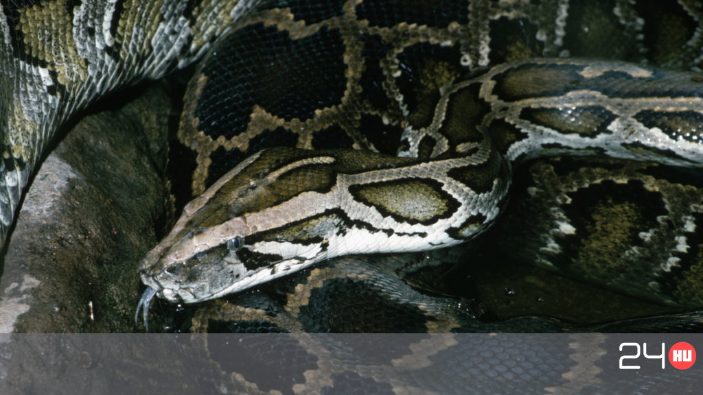 Videón a motorháztető alatt talált 3 méteres piton | 24.hu