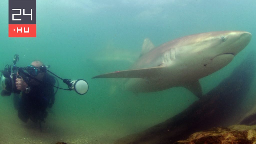 Összeomlóban a biodiverzitás a Földközi-tenger keleti részén | 24.hu