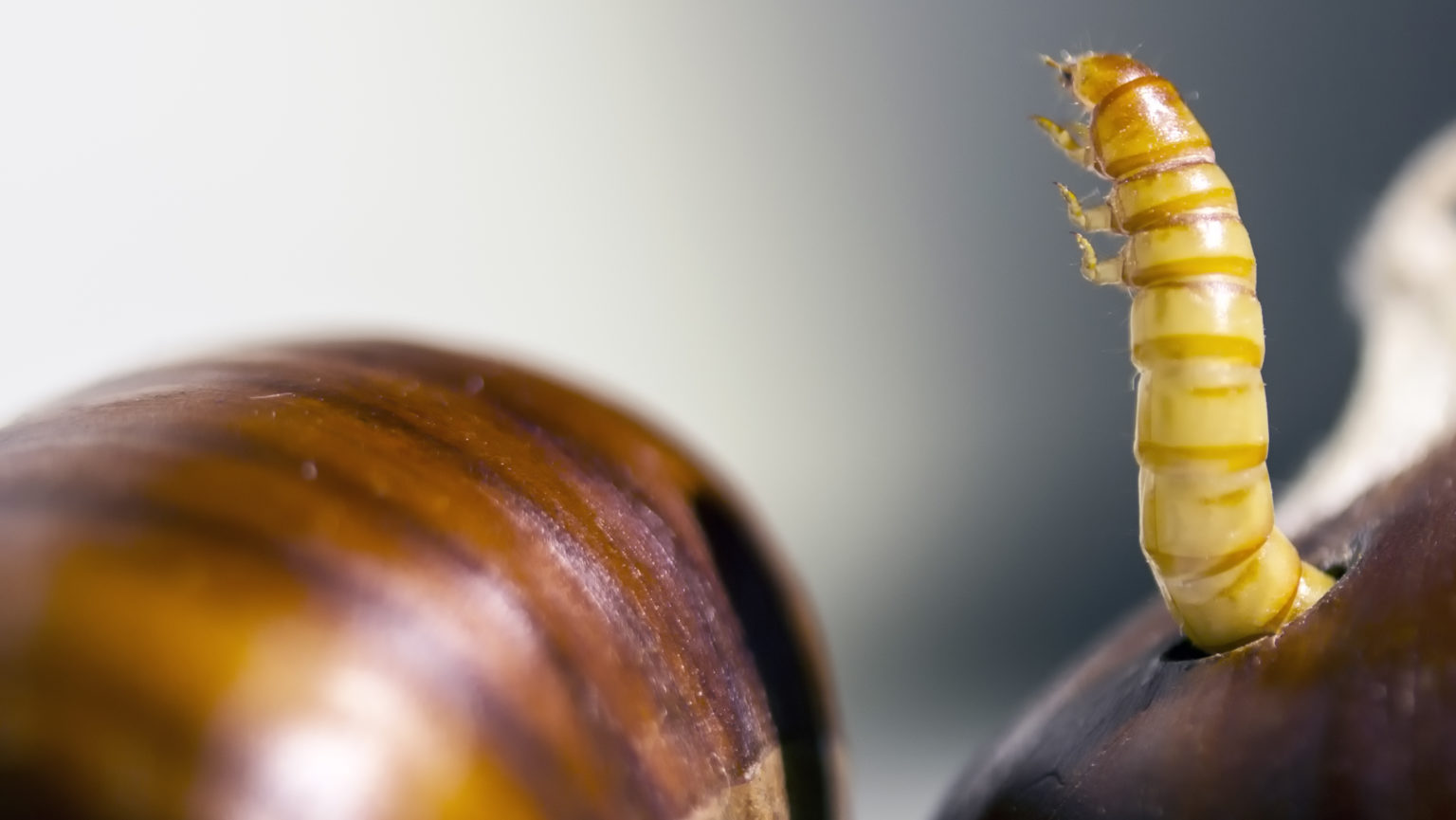 Hivatalosan is fogyasztható a lisztbogár lárvája | 24.hu