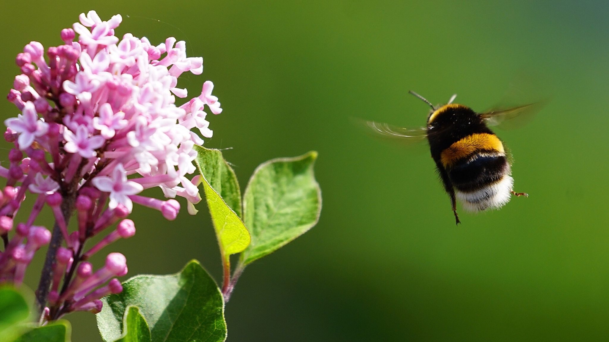 Válogatósak a termetes dongók, ha a virágokról van szó | 24.hu
