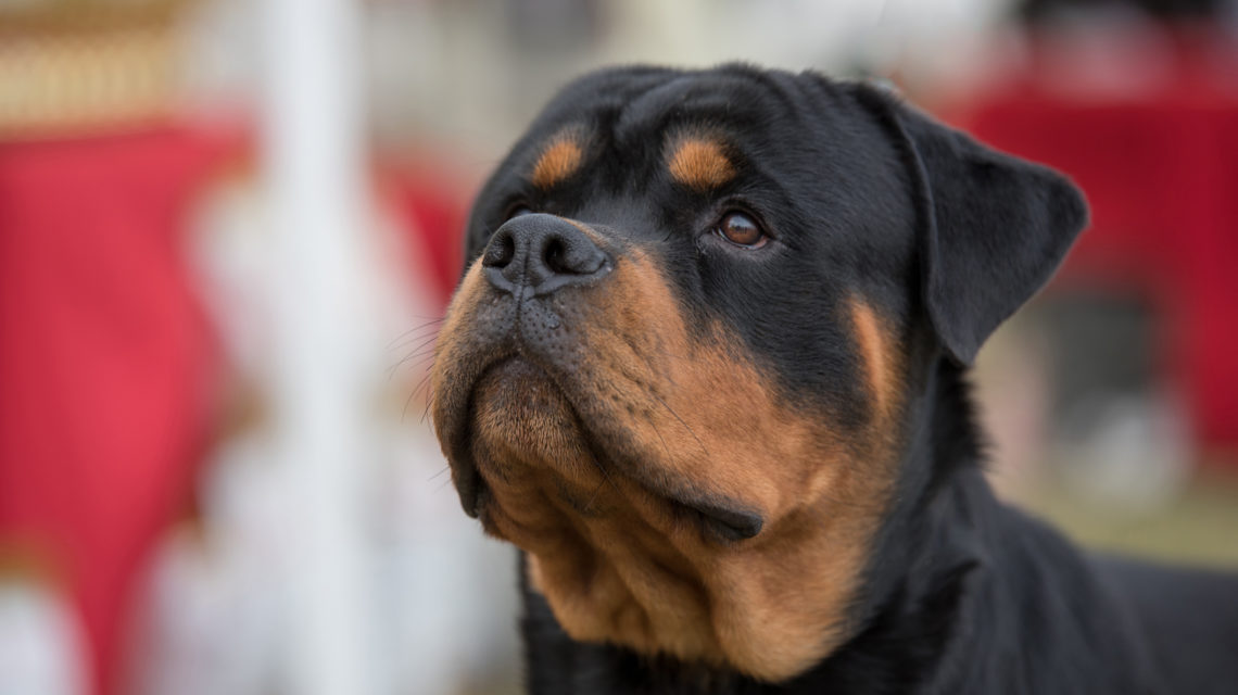 Rottweilert raktak az elhunyt farkas helyére egy kínai állatkertben | 24.hu