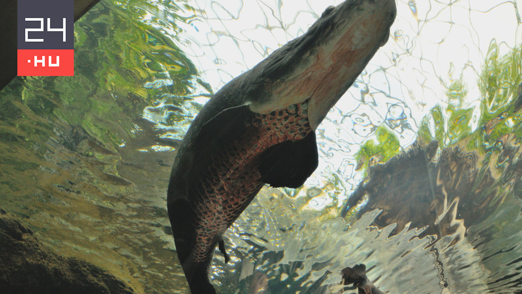 Meglepő helyen bukkant fel egy amazonasi folyami szörny | 24.hu