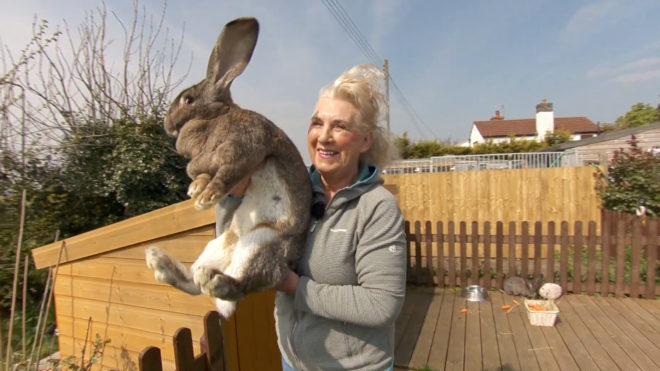 Ellopták a világ legnagyobb nyulát | 24.hu