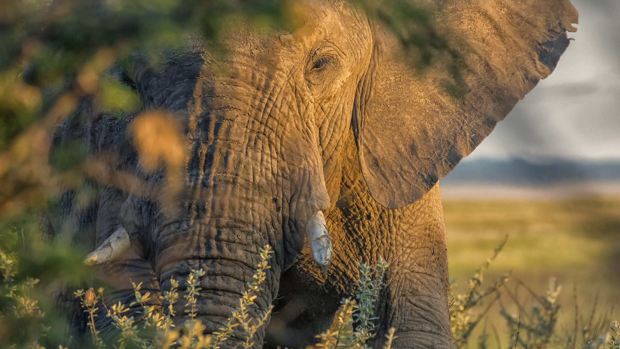 Alig maradt elefánt Elefántcsontparton | 24.hu