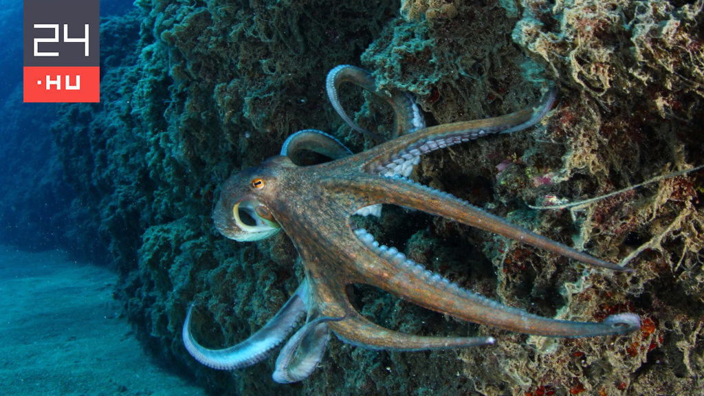 Polip vert meg egy ausztrál tengerparton sétáló kutatót | 24.hu