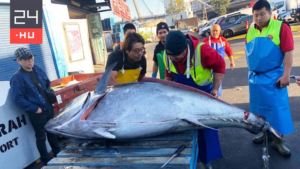 Rekordméretű kapás: 271 kilós tonhalat fogtak Ausztráliában | 24.hu