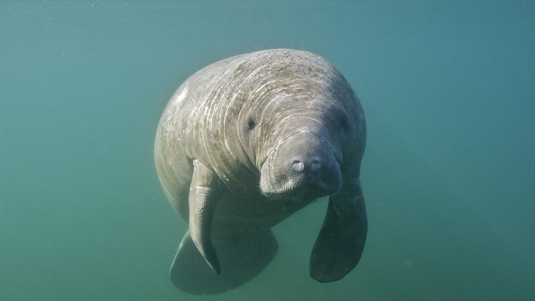 Tömegesen pusztulnak a lamantinok Floridánál | 24.hu