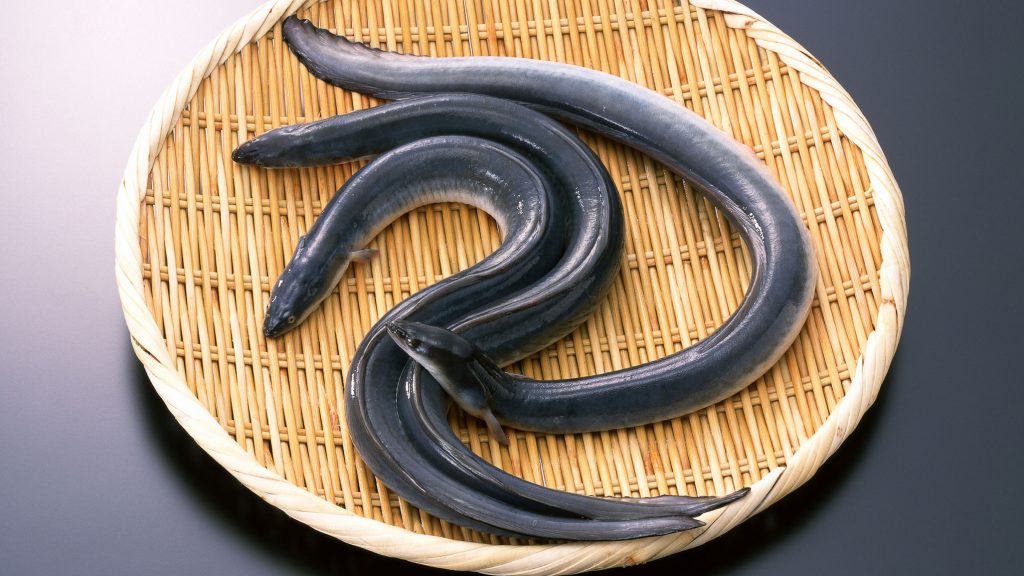 Élő angolnával próbálta megoldani székrekedését, a hasüregébe rágta ...