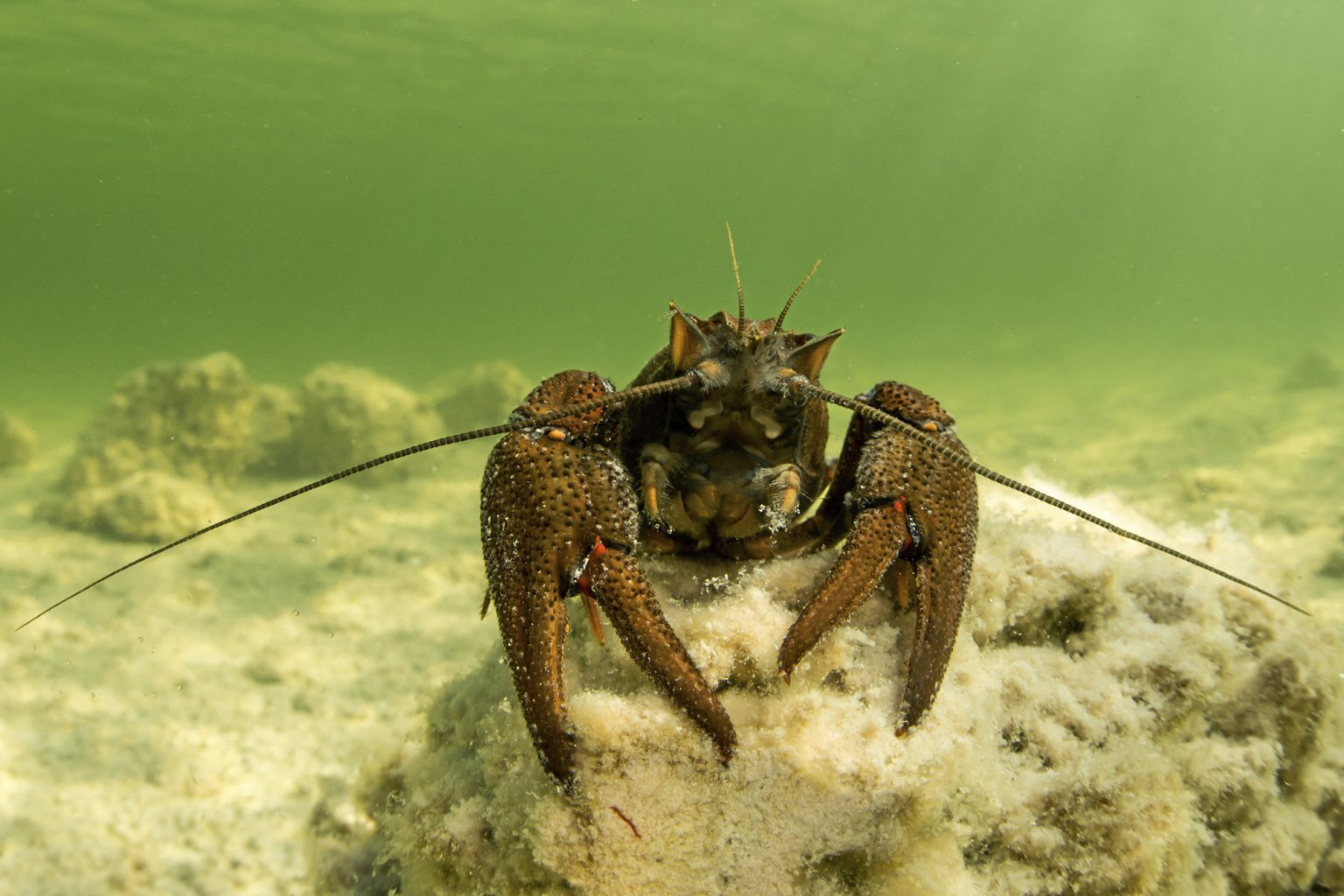 Hova tűntek az őshonos rákok a magyar asztalokról? | 24.hu