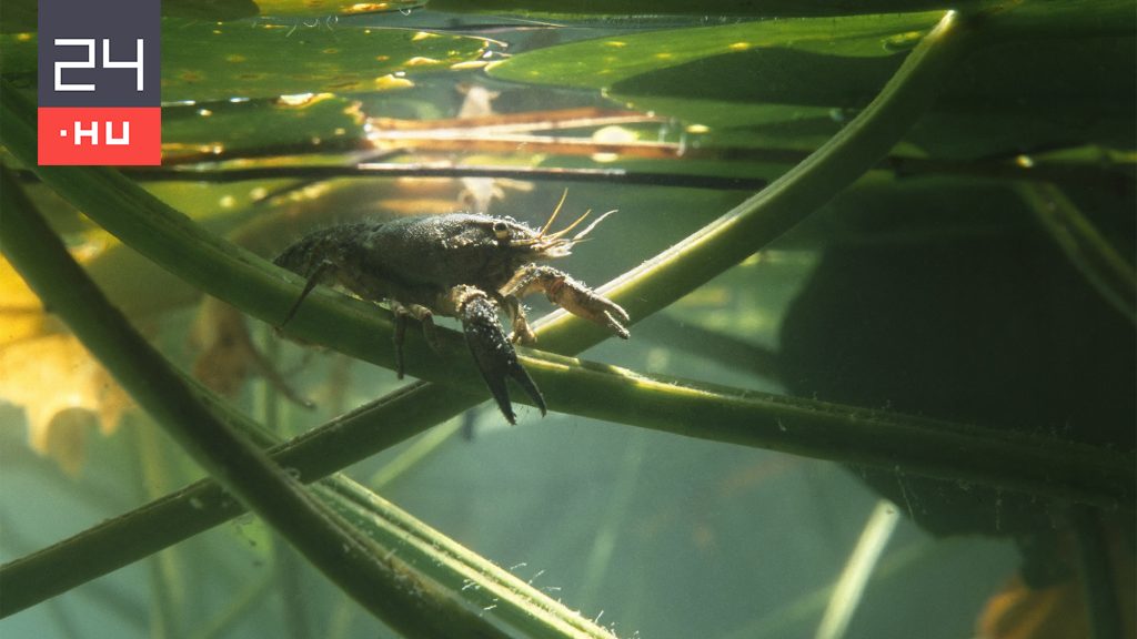Hova tűntek az őshonos rákok a magyar asztalokról? | 24.hu