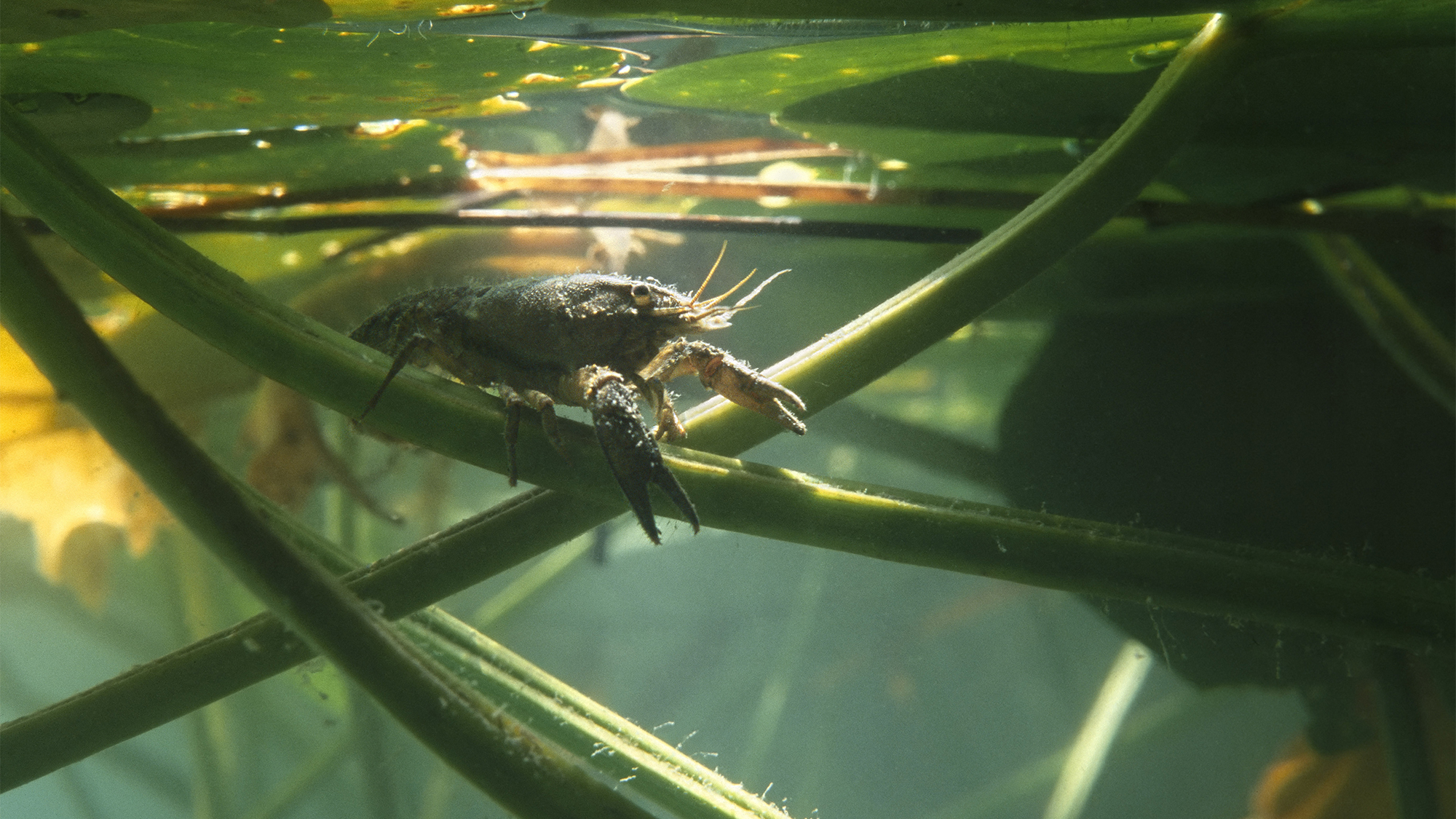 Hova tűntek az őshonos rákok a magyar asztalokról? | 24.hu