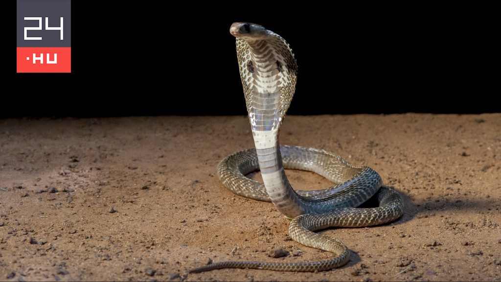 Megrendezte saját halálát egy indiai férfi, hogy megszerezze 5 millió ...