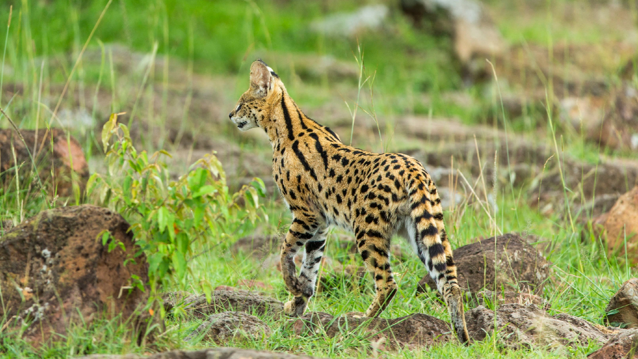 Afrikában honos ragadozó járkál szabadon a Bükkben | 24.hu