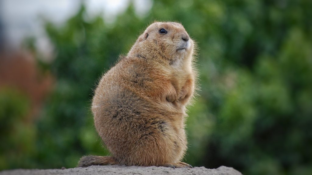 A Mormota-nap előtt múlt ki a mormota, így nem tudta megjósolni, milyen ...