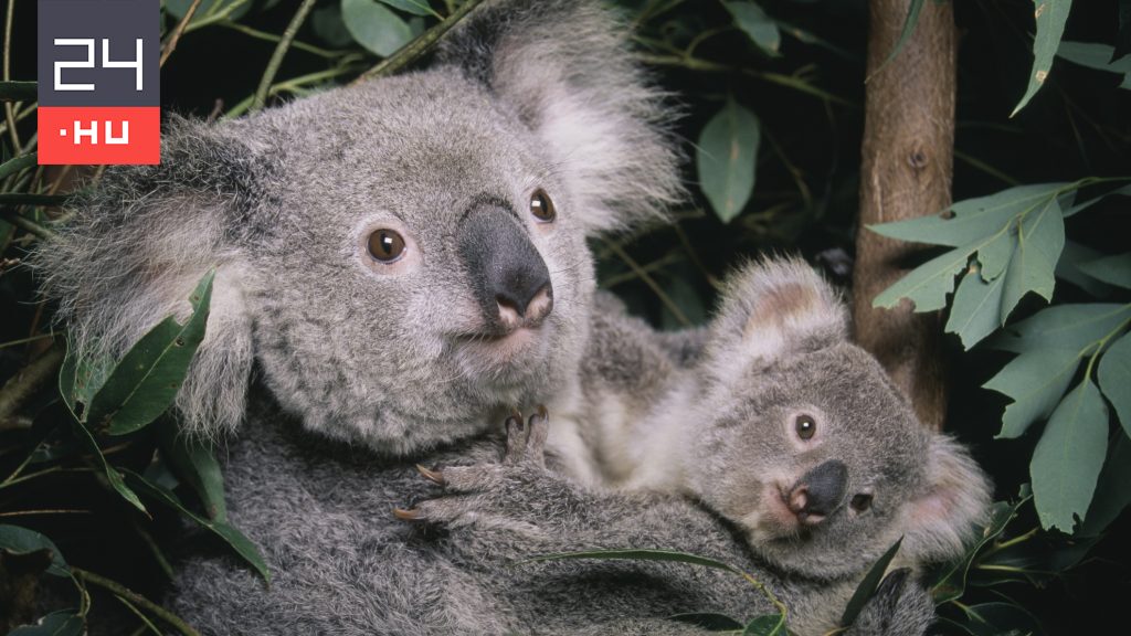 Védetté nyilvánították a koalákat | 24.hu