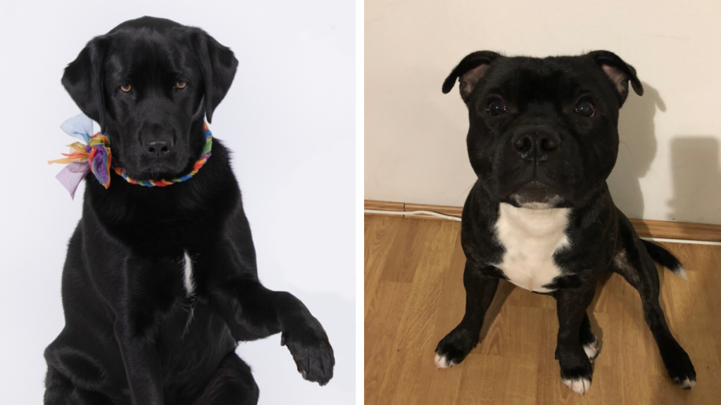 Igazságosabb világgal és még több pocakvakarással kampányol az MKKP két ...