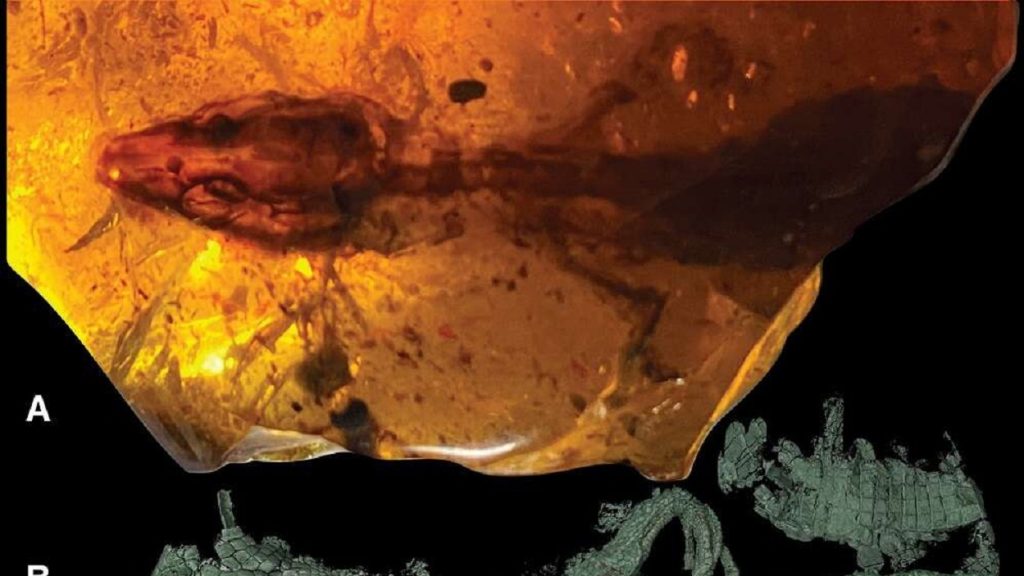 Borostyánban konzerválódott egy 110 millió éves gyík | 24.hu