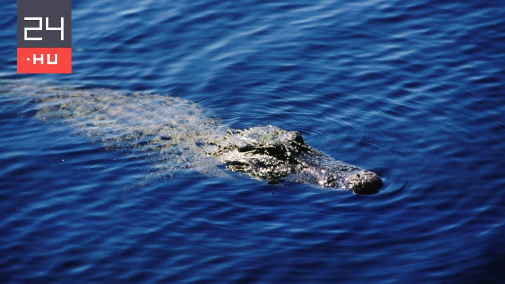 Kiment a strandra a család, hullámokon lovagló aligátor várta őket | 24.hu