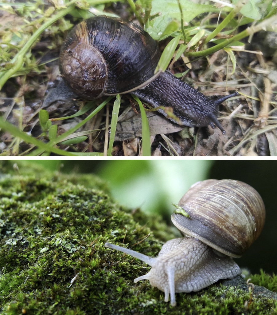 Nagy, fekete csigák inváziója zajlik Budapesten | 24.hu