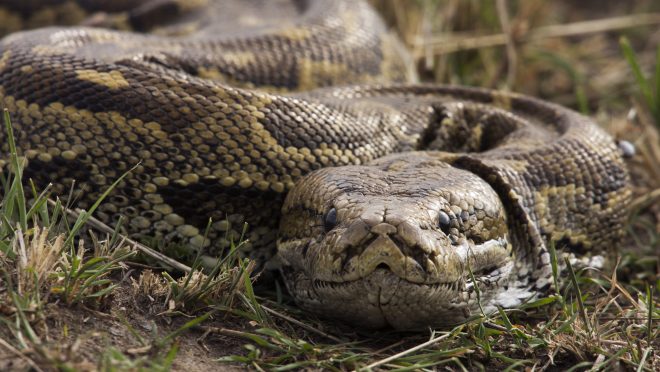 Elszökött egy piton Budapesten | 24.hu