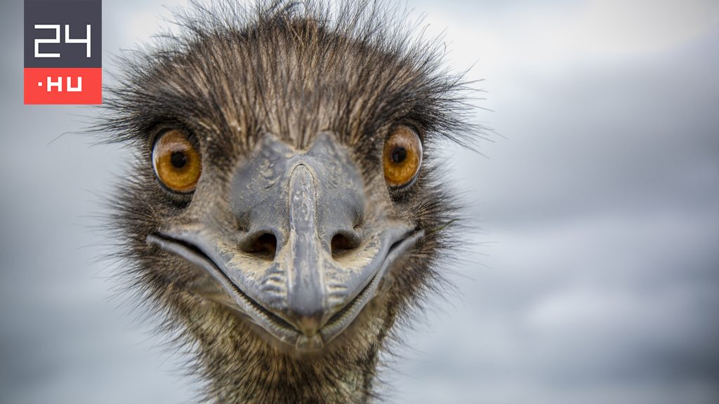 Milliók imádják Emmanuelt, a kíváncsi emut | 24.hu