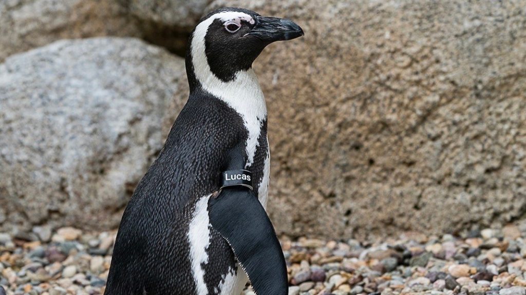 Saját ortopéd cipőt kapott egy lábbeteg pingvin San Diegóban | 24.hu