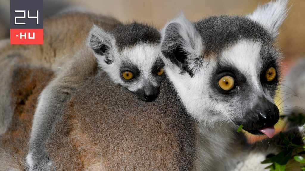 Gyűrűsfarkú makik születtek a debreceni állatkertben | 24.hu