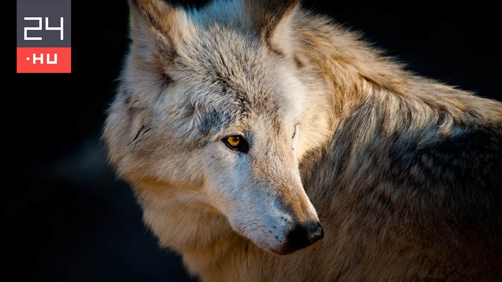 Sarki farkast szült egy kutya | 24.hu