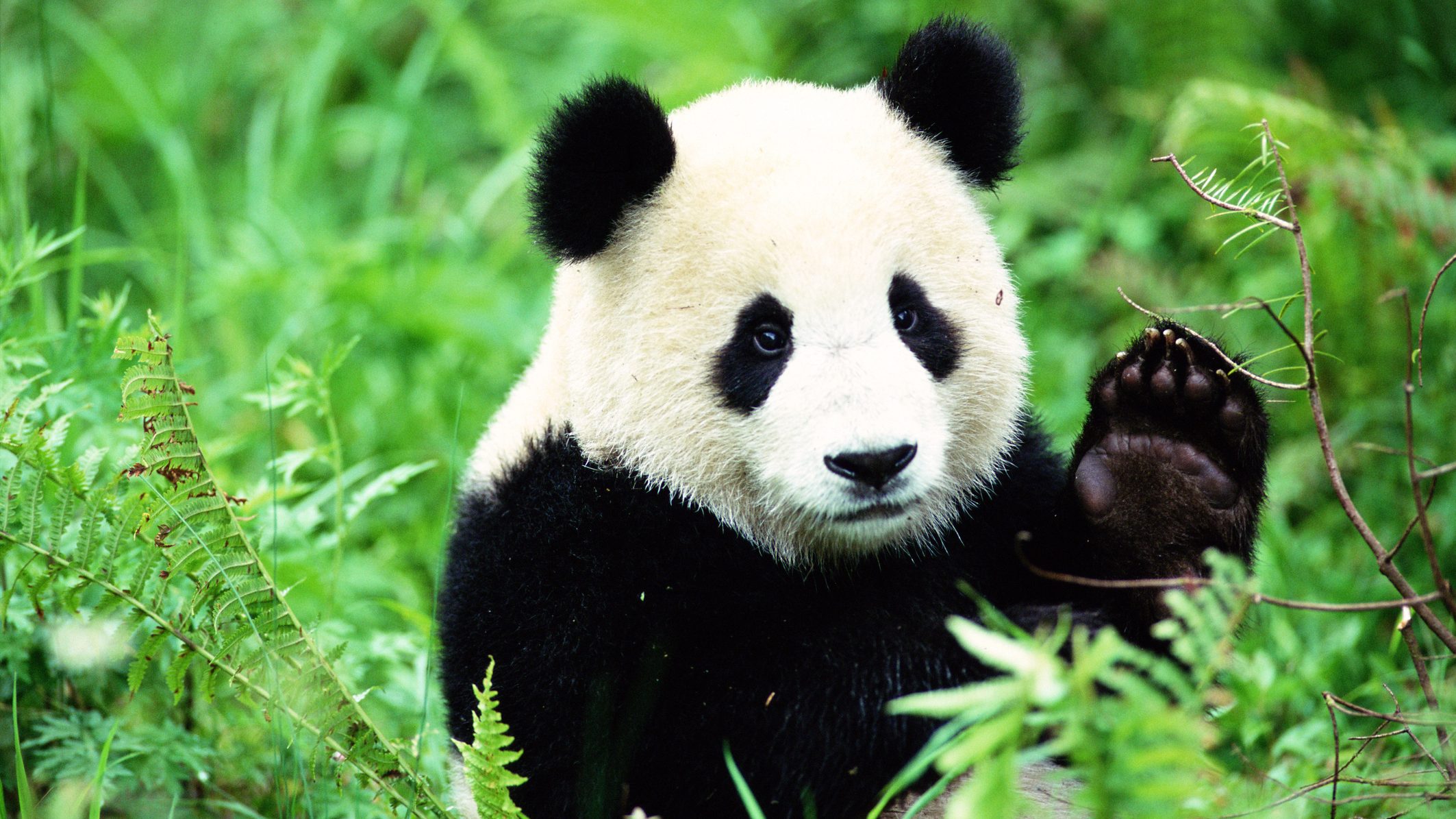 Egy Beteg Panda Miatt K rt Tajvan Seg ts get K n t l 24 hu Egy Beteg Panda Miatt K rt Tajvan Seg ts get K n t l 24 hu