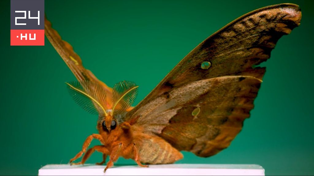 Lassított felvételen néha még a legszebb lepkék is ijesztő szörnyekké ...