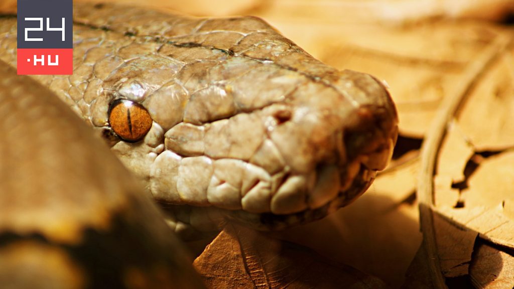 Egy piton gyomrában találták meg az eltűnt nagymamát | 24.hu