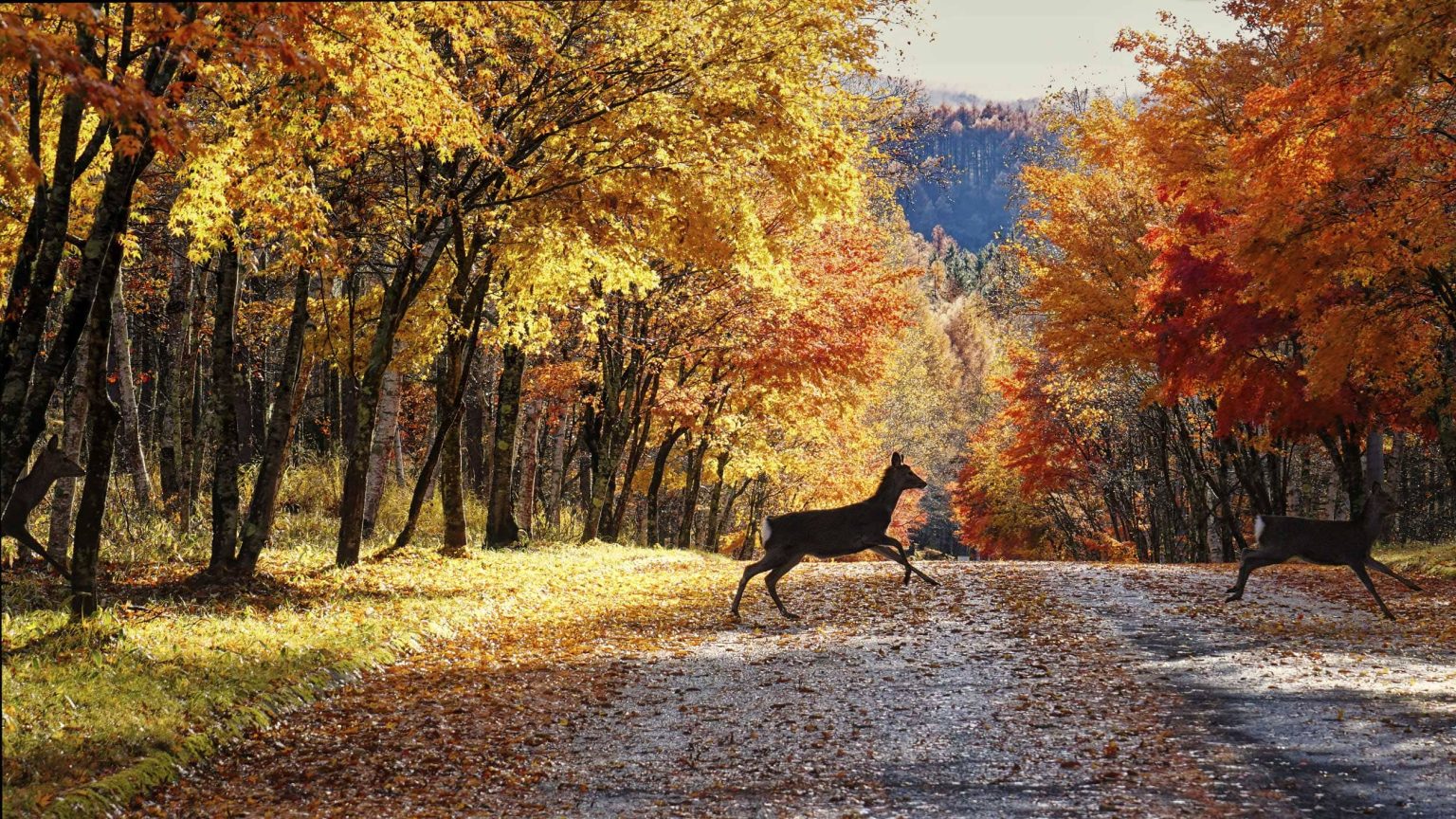 VIONN okos vadriasztó: Elkerülhető lenne rengeteg hazai vadgázolás | 24.hu