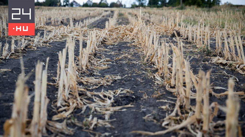 Töltődik fel a talaj | 24.hu