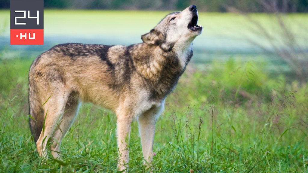 Paintball-puskákkal lövöldöznek a farkasokra Hollandiában | 24.hu