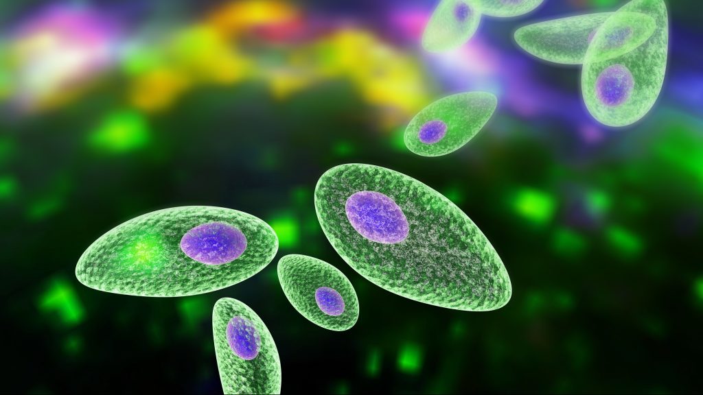 Ez a parazita megváltoztatja a gazdatest viselkedését | 24.hu