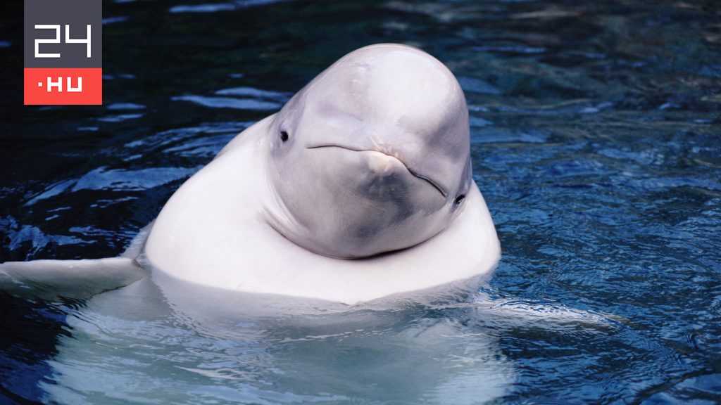 Norvégiába költözik az orosz kémdelfin | 24.hu