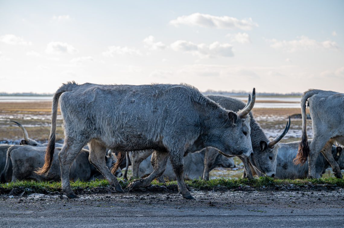 Bivaly Rómeó és bivaly Júlia – százéves tudással vigyáznak a ...