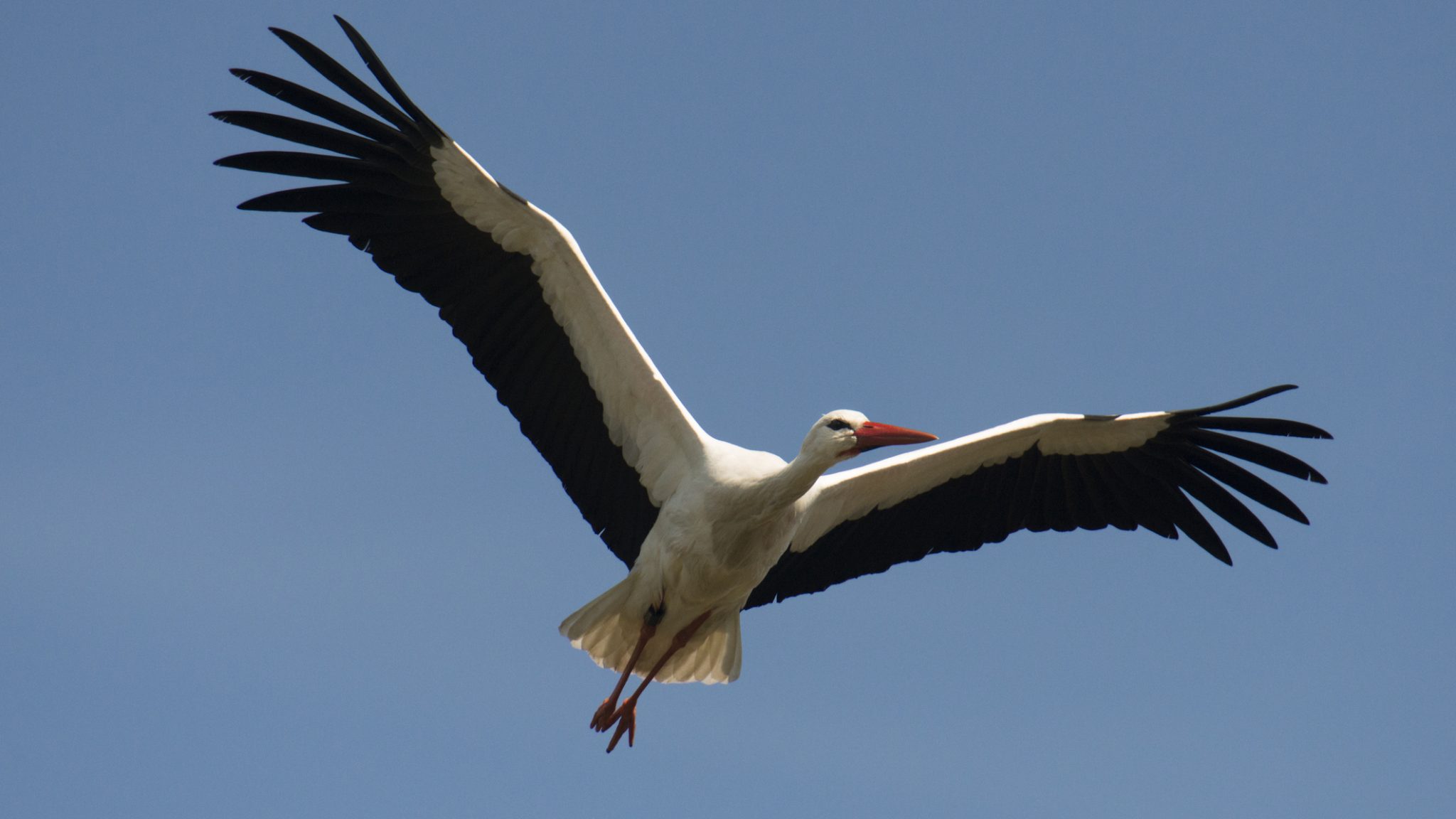 Magukra kell hagyni az itthon telelő gólyákat | 24.hu