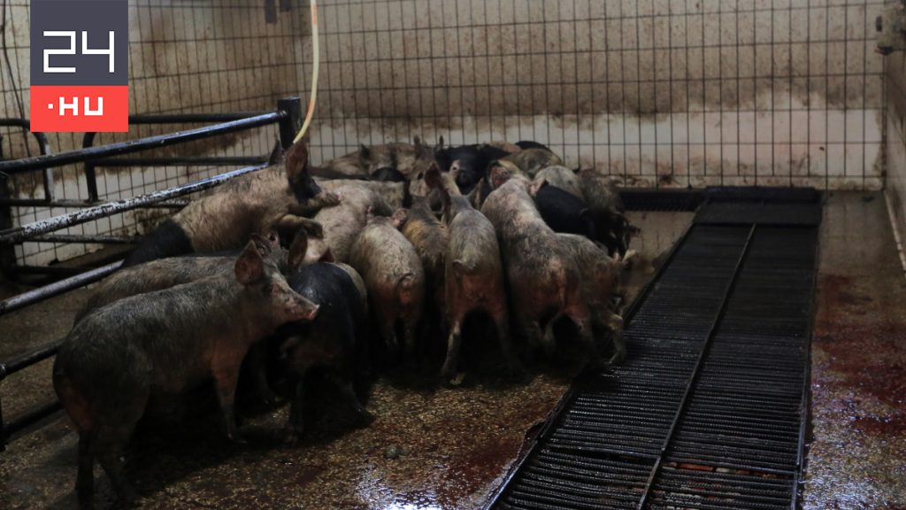 A disznó megölte mészárosát egy vágóhídon Hongkongban | 24.hu
