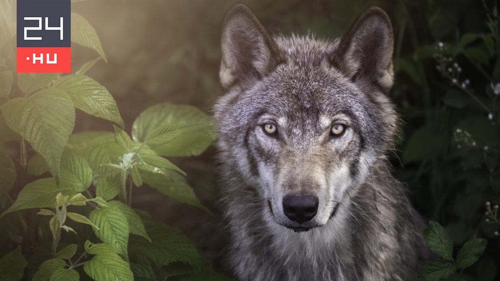 Ha rajta van a farkasjelmeze, nem érzi magát embernek | 24.hu