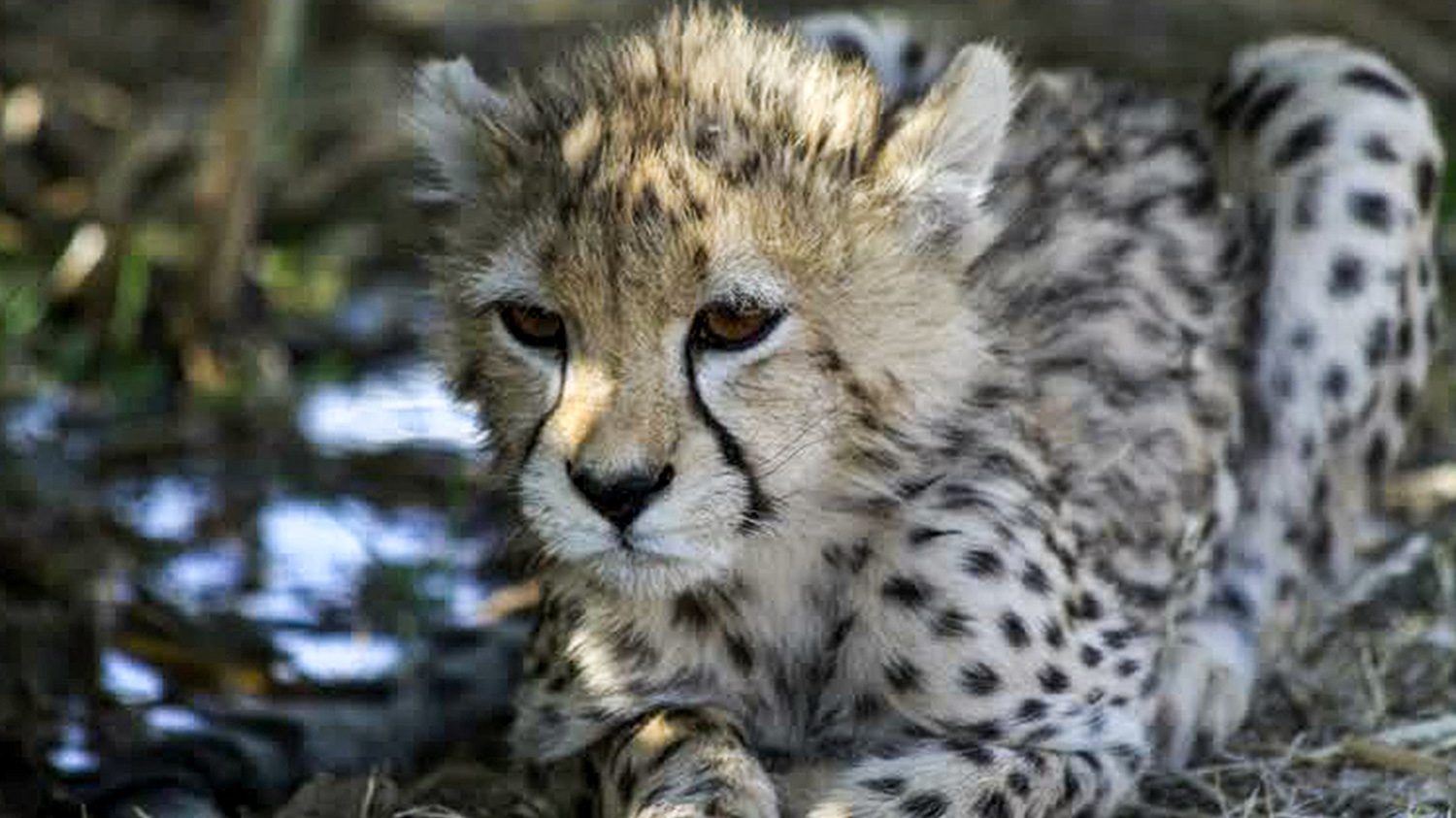 gepárd kölyök | 24.hu