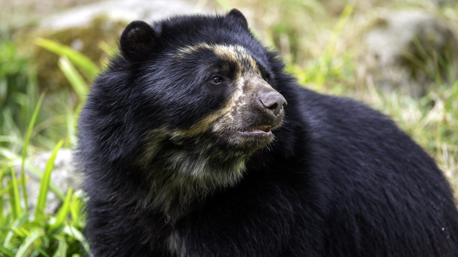 pápaszemes medve | 24.hu