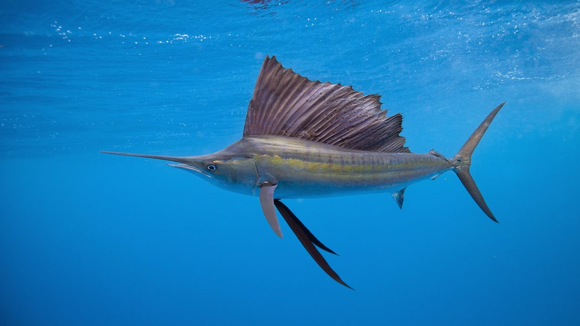 Videón, ahogy lecsap a világ leggyorsabb hala | 24.hu