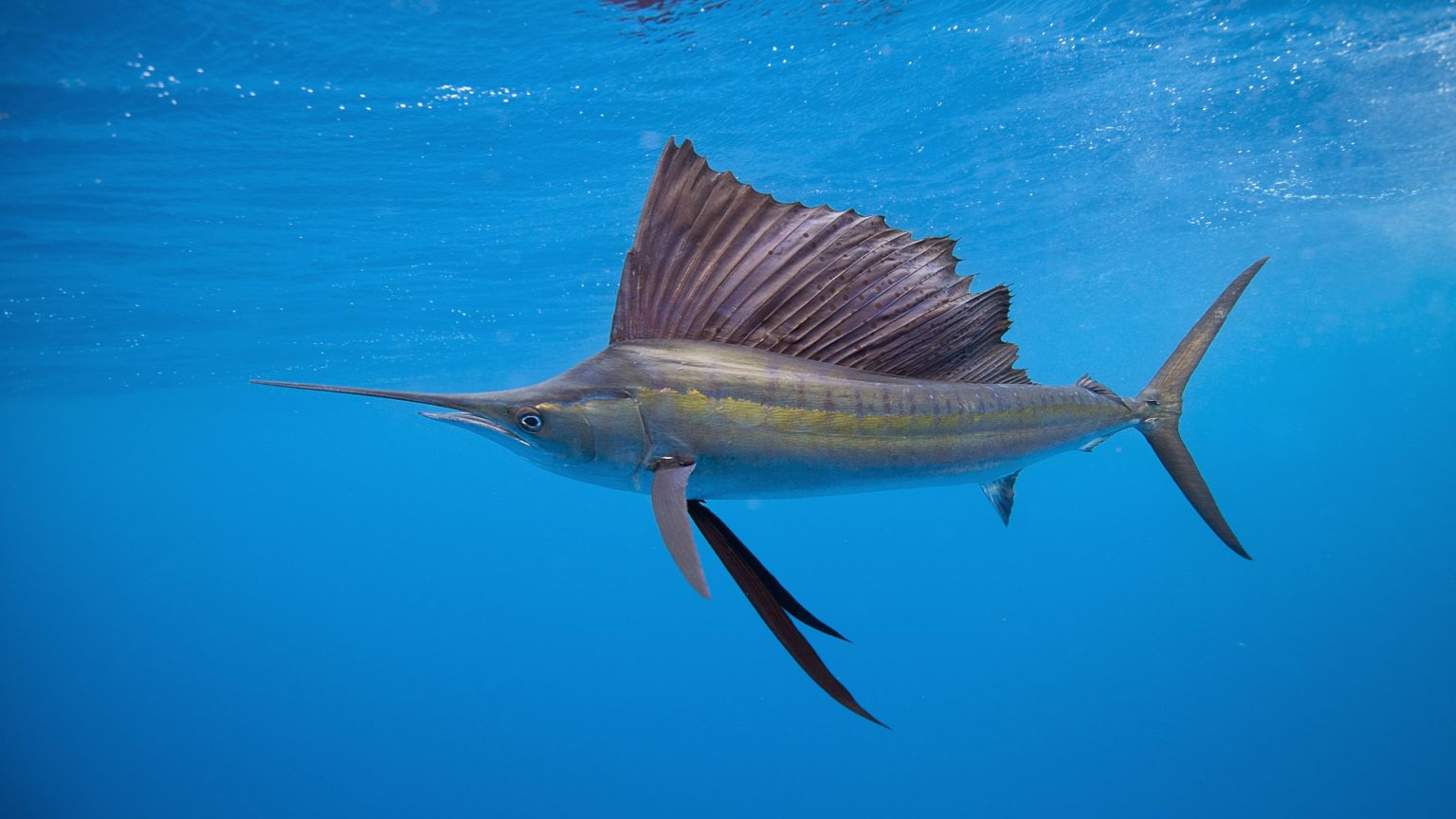 Videón, ahogy lecsap a világ leggyorsabb hala | 24.hu